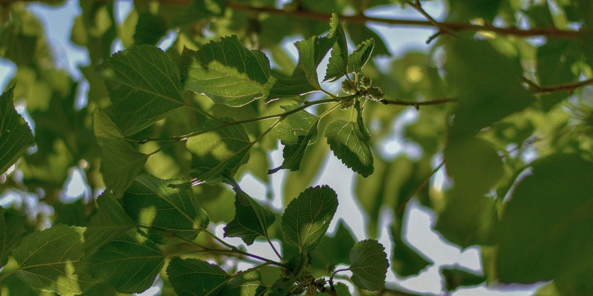Mulberry tree: a unique raw material, sustainable and indispensable – T ...